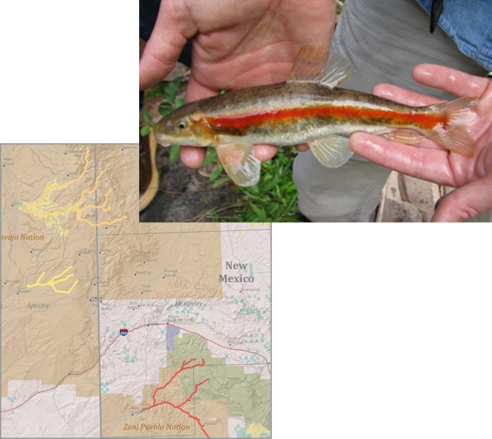 US Fish & Wildlife Service, AZ – Harris Environmental