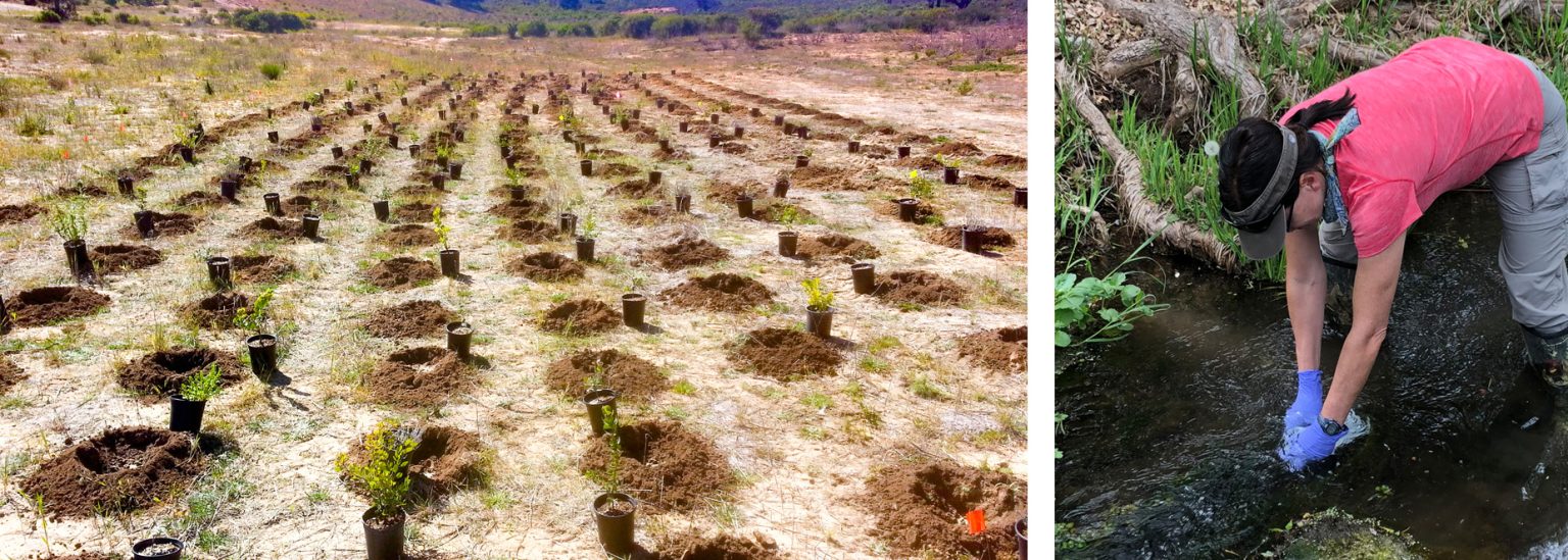 Habitat Restoration – Harris Environmental